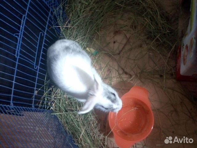 Отдам кролика самку