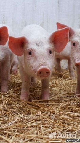 Поросенок ландрас