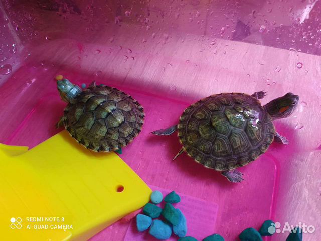 Красноухие черепахи