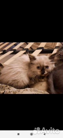 Котёнок Невский маскарадный ищем дом