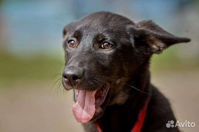 Щенок (будет по колено) в дар в добрые руки