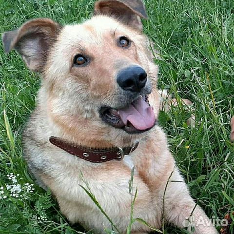 Собака девочка в добрые руки