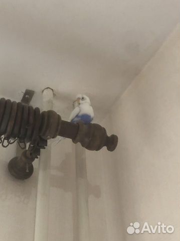 Найден волнистый попугай