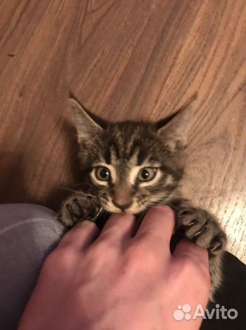 Котенок мэйнкун