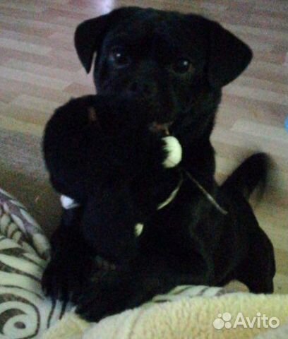 Песик Бим ищет невесту