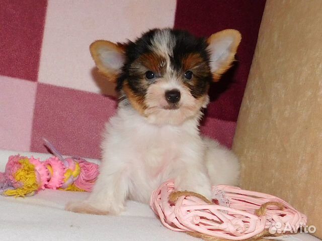 Кроха-девочка бивера, мелкий стандарт