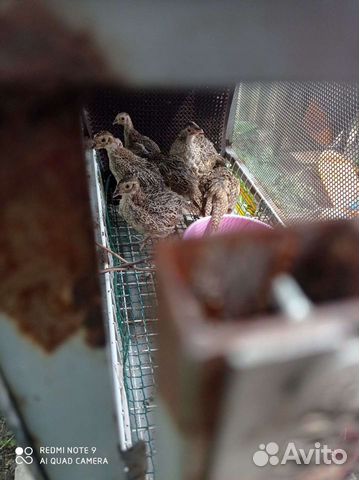 Фазанята охотничьи