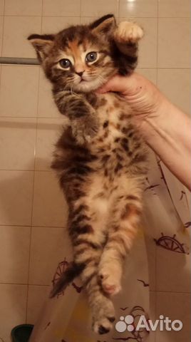 Прекрасная и нежная Мия ищет маму и папу