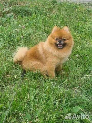 Шикарные малыши шпица