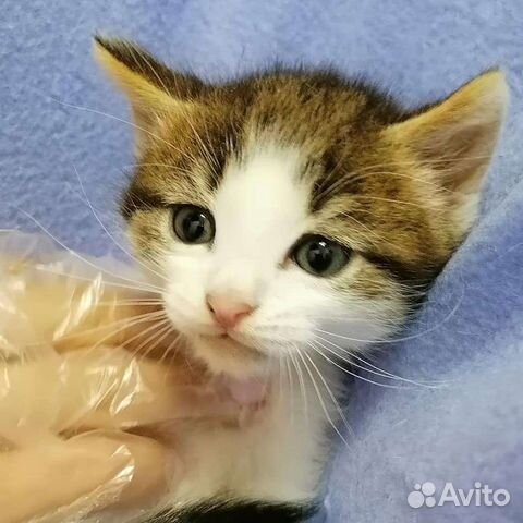 Котенка выпускают на улицу. Нужен дом