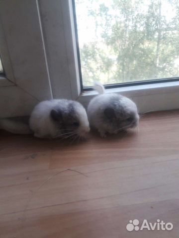 Продаю шиншилят