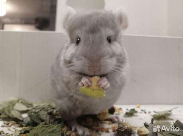 Шиншилла из домашнего питомника