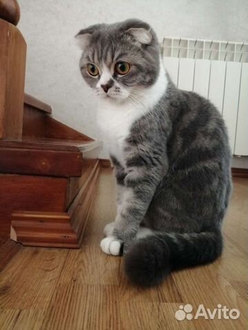 Котенок шотландская 8 мес