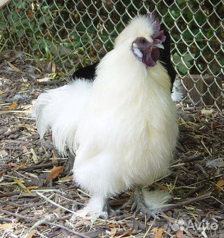 Петух китайский шелковый и черно-медный маран