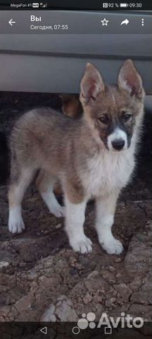 Собаки щенки бесплатно