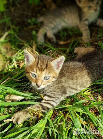 Кошки в добрые руки бесплатно