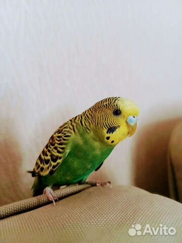 Самка волнистого попугая