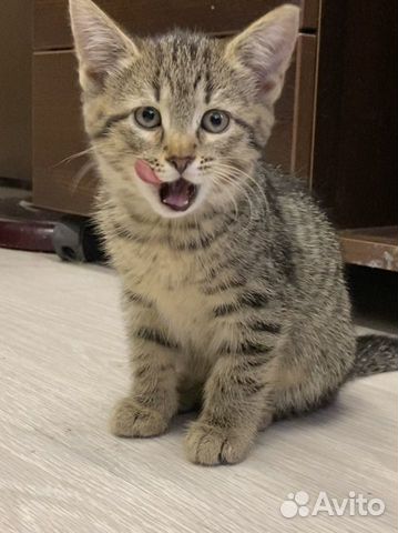 Котята в добрые руки приучены к лотку