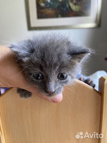 Котенок Бруно в добрые руки