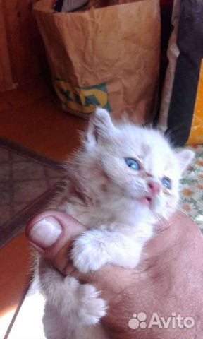 Рыжий котенок в добрые руки