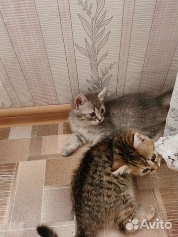 Котята в добрые руки бесплатно