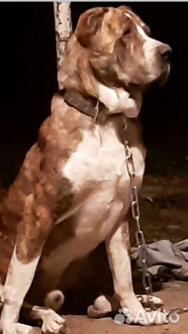 Азиатская овчарка