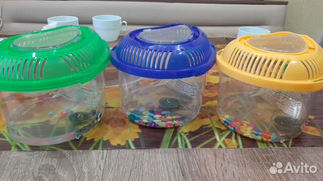 Черепашка красноухая