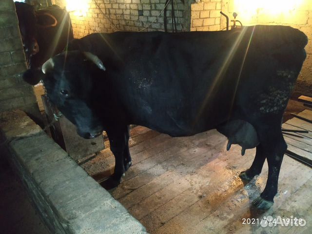 Продается корова