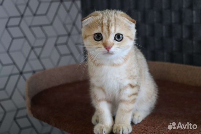 Шотландские котята