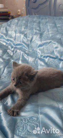 Шотландские прямоухие котята