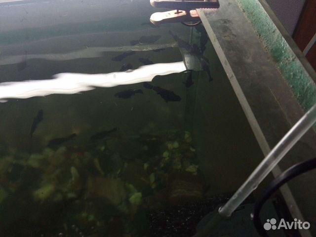 Аквариумные рыбки
