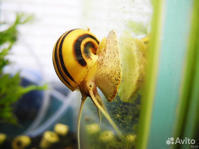 Отдам улиток Спикси