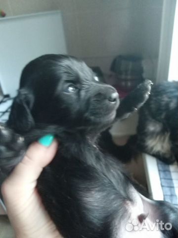 Щенки таксы