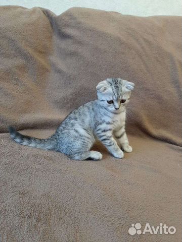 Шотландская вислоухая кошечка