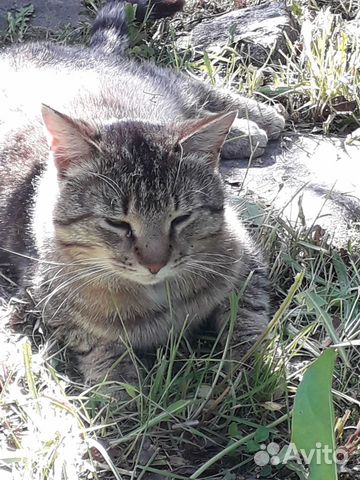 Отдам кота в добрые руки