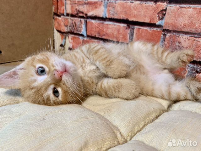 Котенок Лева 2 мес