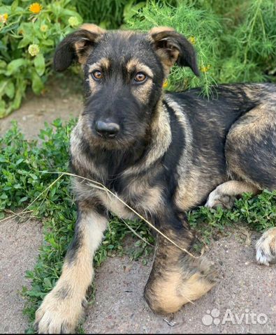 Собака в добрые руки щенок