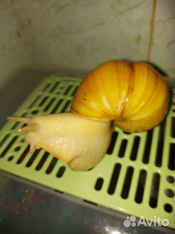 Улитки ахатины с террариумам