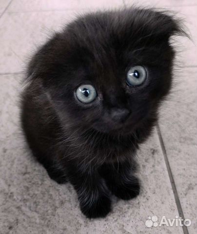 Котята вислоухие, мальчики от серой мамы и чёрного