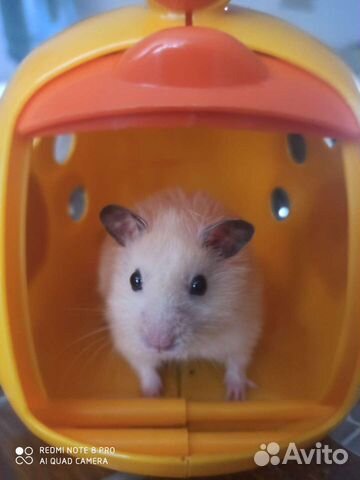 Сирийский хомяк