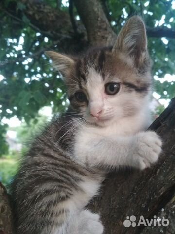 Котенок Дынька в добрые руки