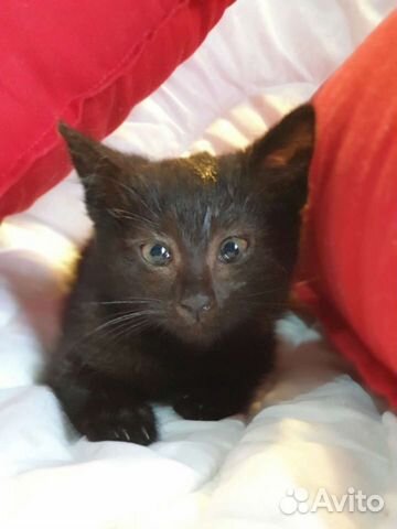 Маленькой Багирке нужна мама