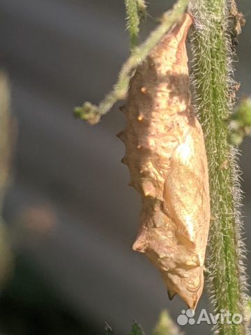 Куколка бабочки крапивницы