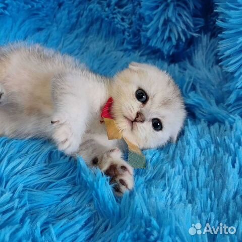 Серебристый скоттиш-фолд