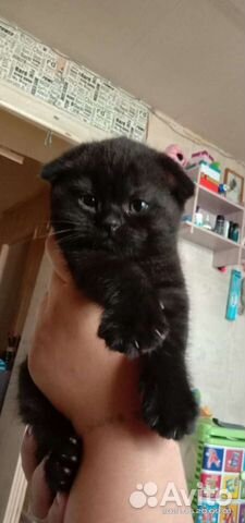 Шотландская вислоухая