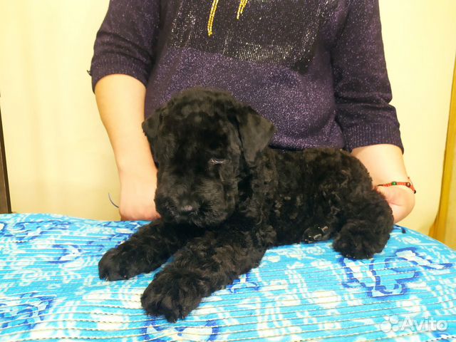 Керри Блю терьер