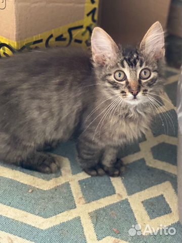 Котик Викинг, 2,5 мес