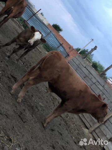 Продаются телята