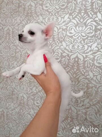 Щенки чихуахуа