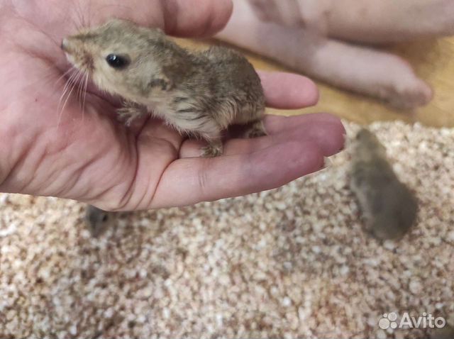 Пеструшки. Цена за всех указана